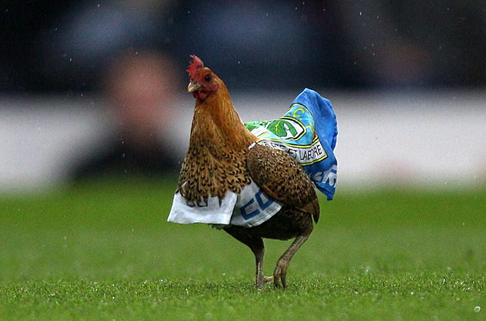 Blackburn and Venky's: From chicken protest to very unlikely promotion ...
