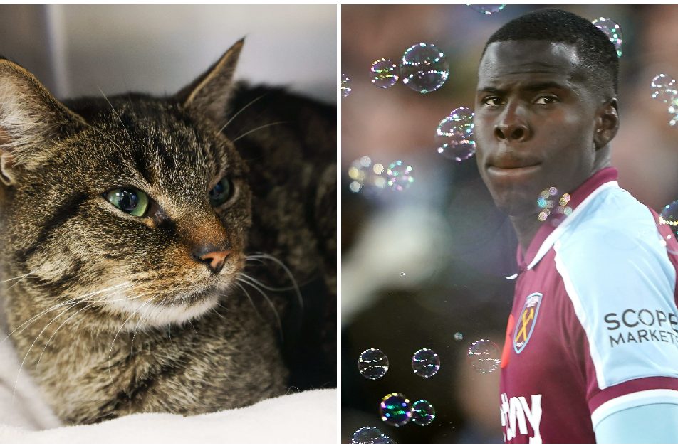 What do you actually want from Moyes and West Ham over cat-kicker Zouma?